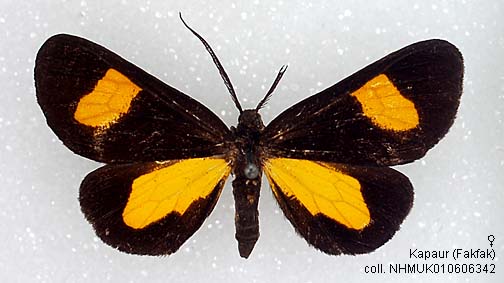 Papua Insects Foundation (Lepidoptera/Geometridae(Ennominae)/Ctimene ...